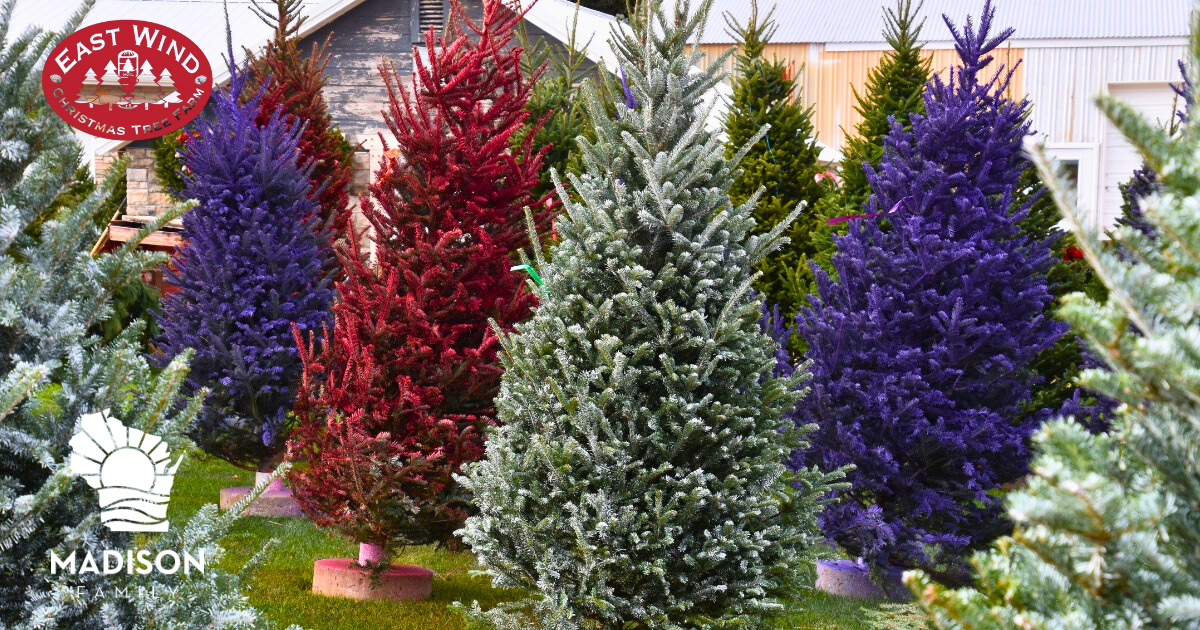 EAST WIND CHRISTMAS TREE FARM: A MAGICAL HOLIDAY DESTINATION NEAR MADISON